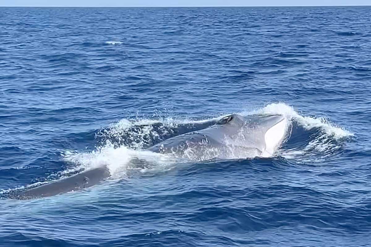 Ein rund 20 Meter langer Finnwal vor Ibiza - Ibiza HEUTE